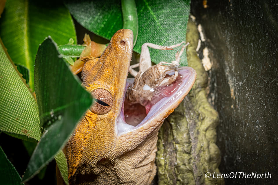 Nourrir votre gecko à crête correctement