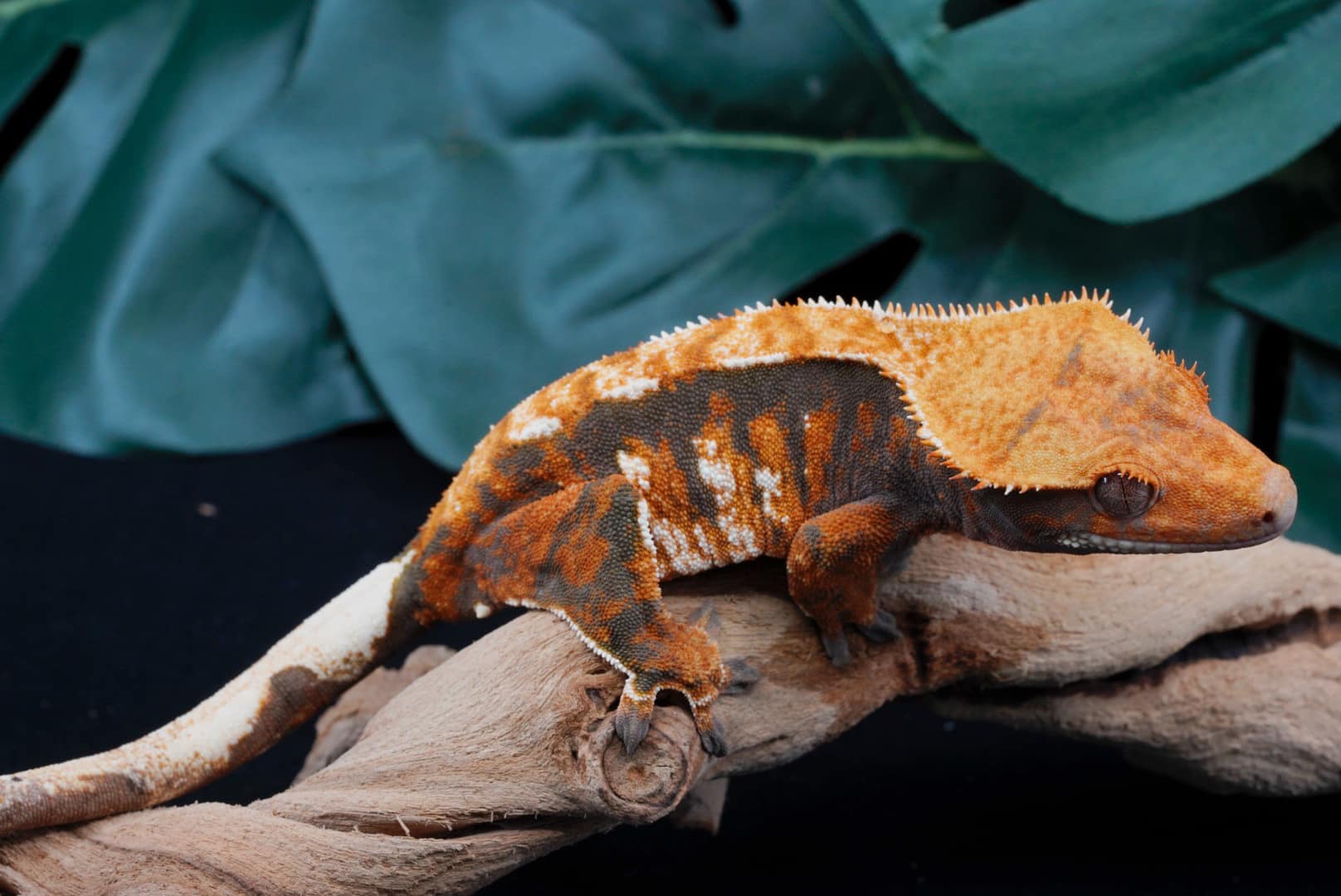 Gecko à crête | Tout sur Correlophus Ciliatus