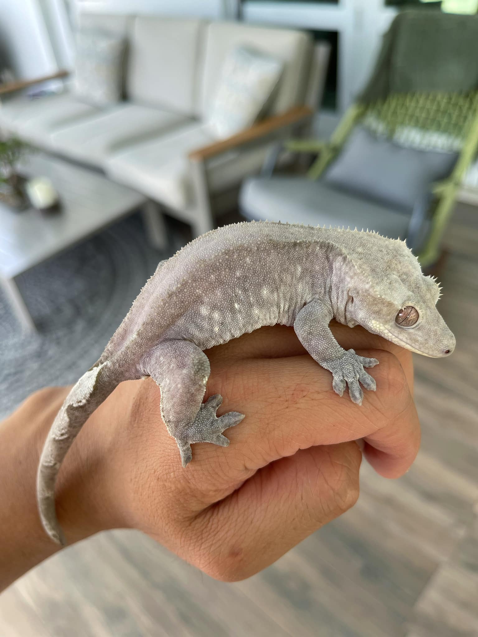 Qu'est ce qu'un gecko à crête