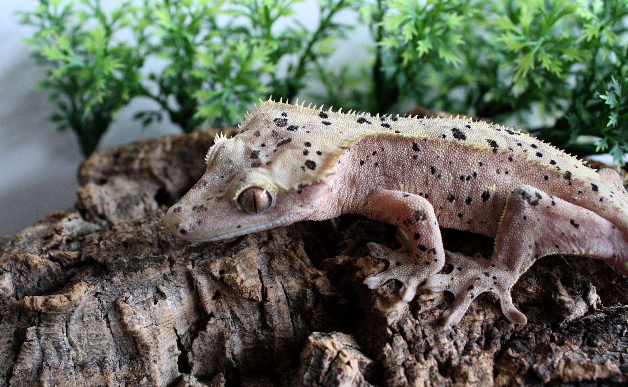 Quest Ce Quun Gecko à Crête